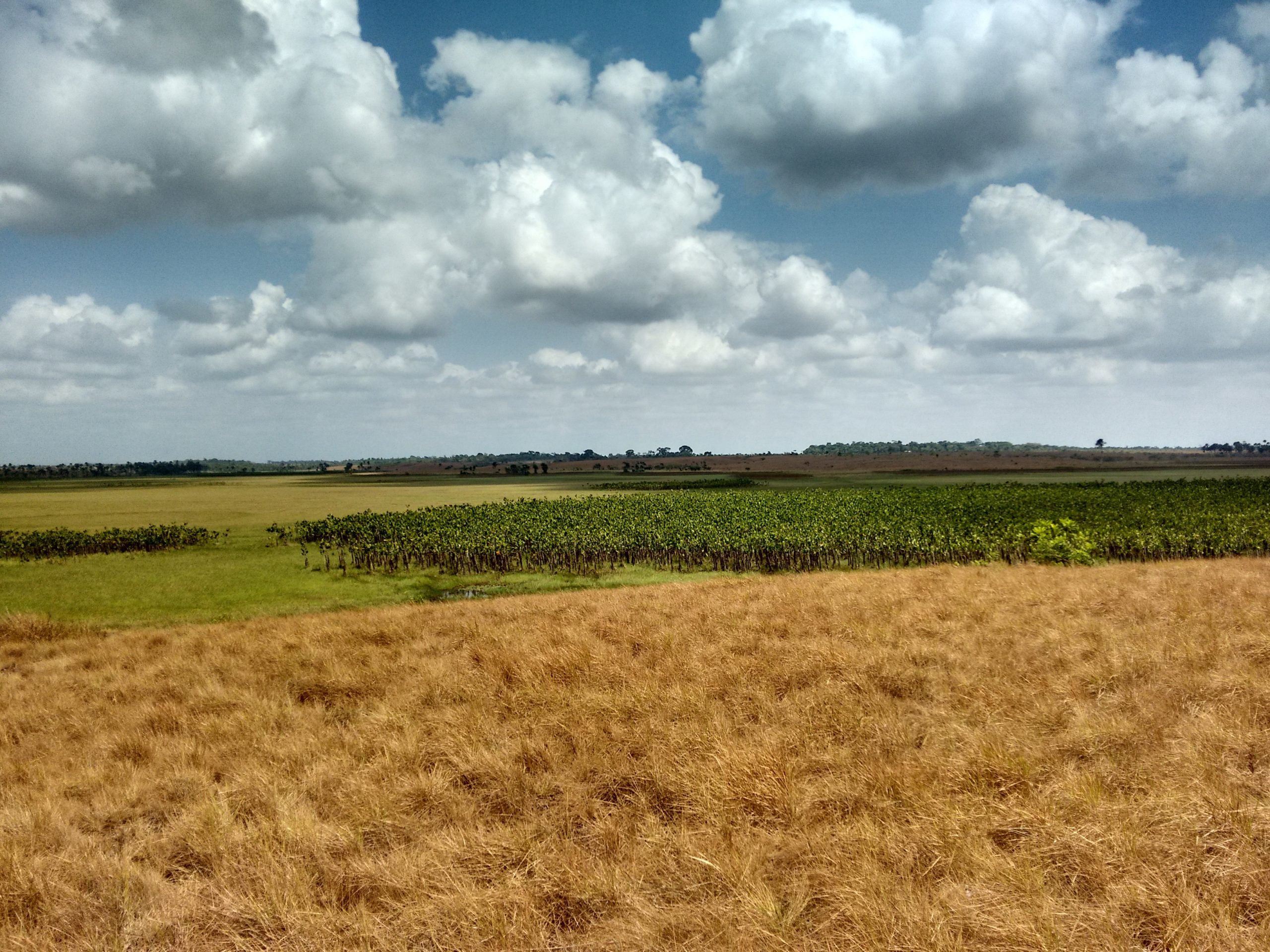 Em defesa das savanas do Amapá - ((o))eco