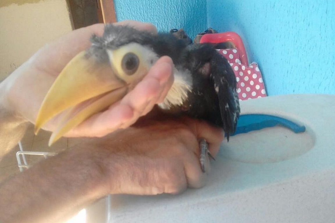 Patrulha Ambiental encontra filhote de tucano próximo ao aeroporto de ...