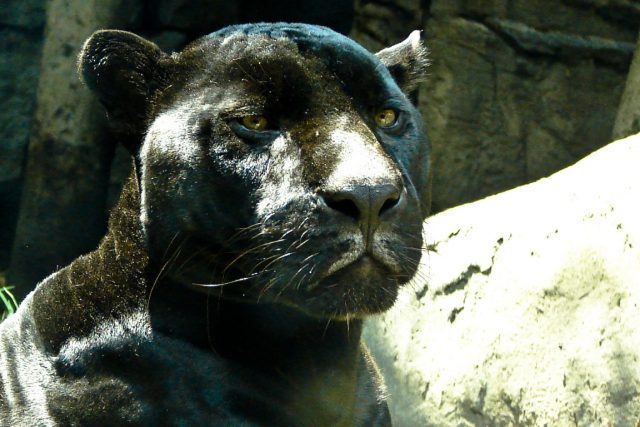 Afinal, o que são as panteras negras? - ((o))eco