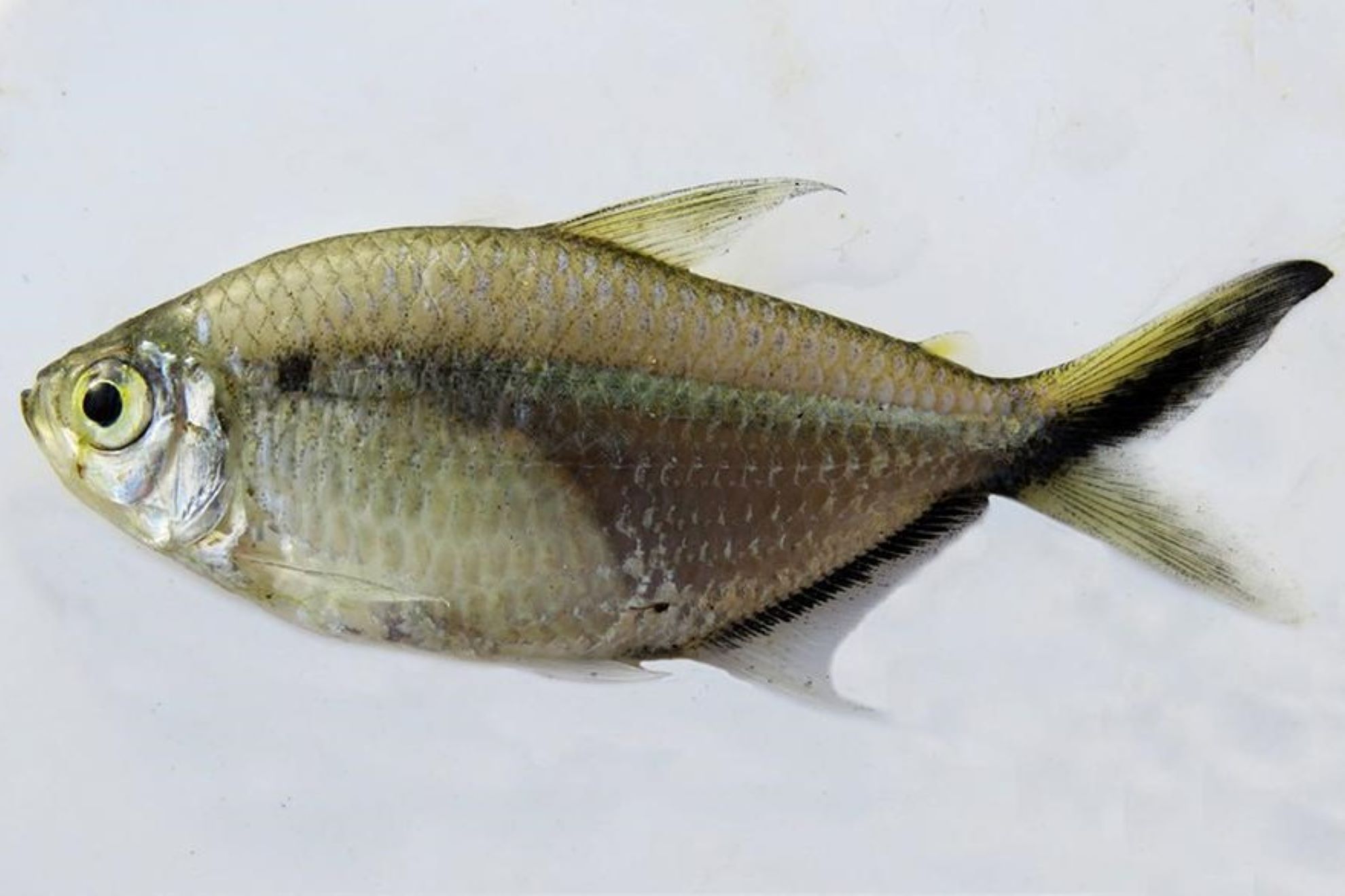 Transposição do São Francisco leva peixe invasor à bacia do rio Paraíba ...