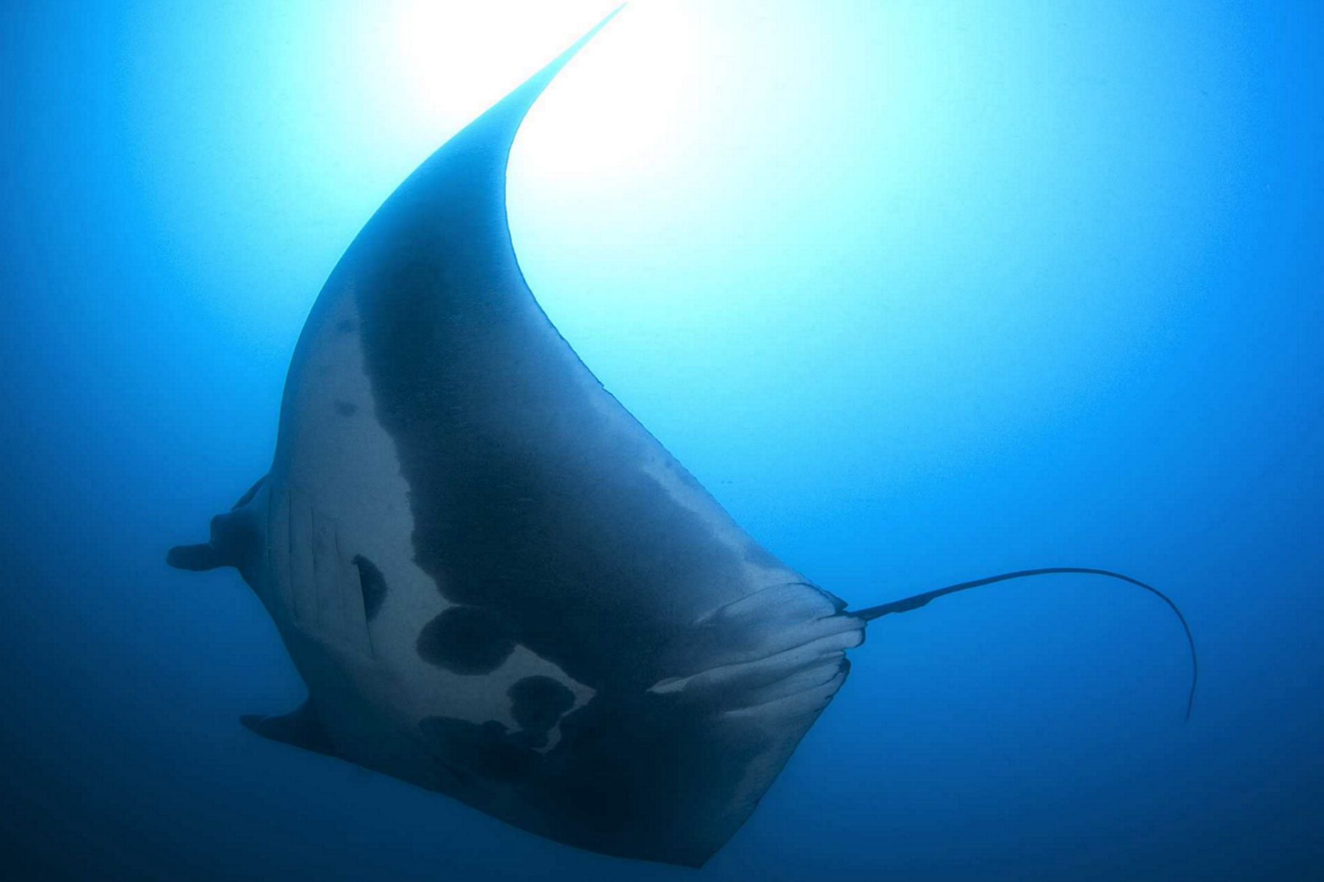 Campeã olímpica nada pelas raias gigantes e pela conservação do oceano ...