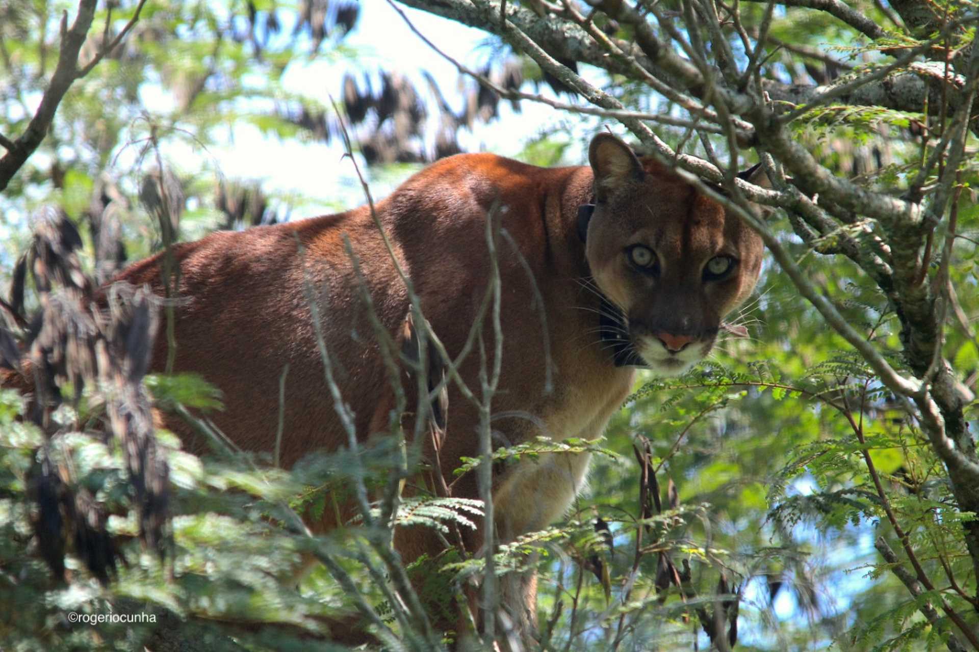 As vidas do Leôncio - ((o))eco