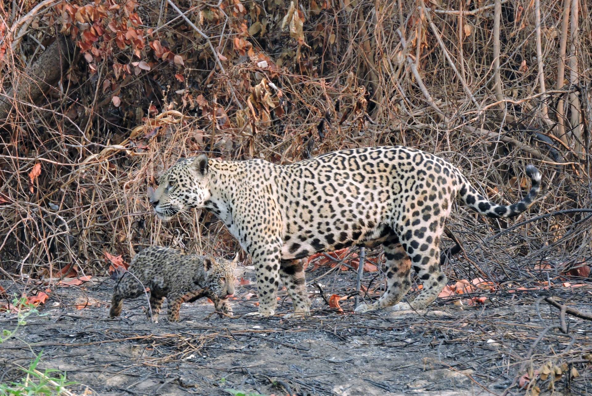 Mudanças ambientais e econômicas pressionam onças-pintadas no Pantanal ...