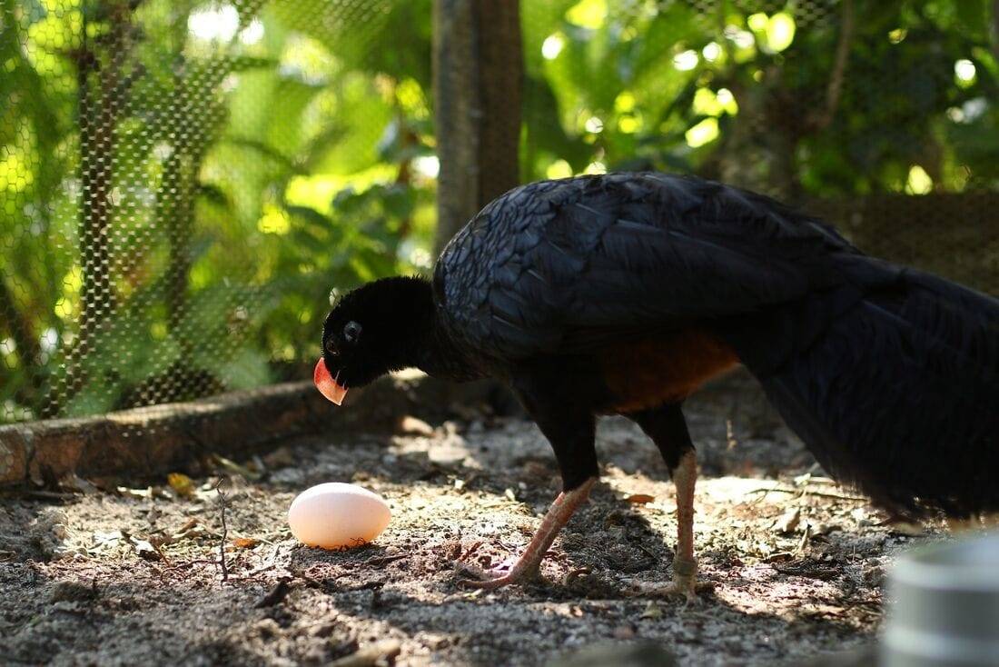 Mutuns-de-alagoas se reproduzem de forma natural pela primeira vez em ...