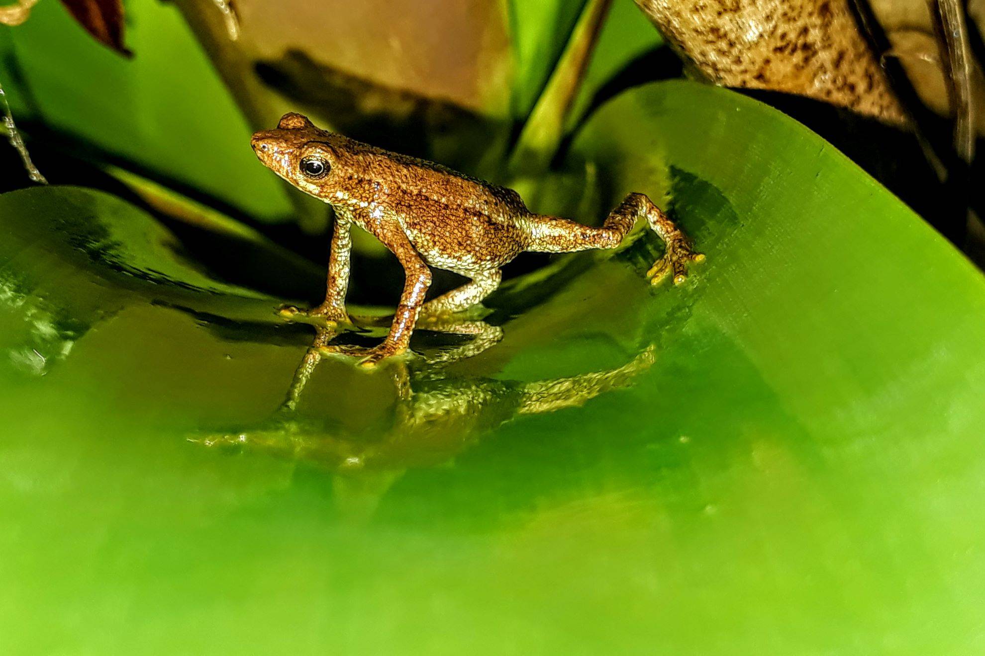 Sapinho descoberto nas bromélias da Serra da Mantiqueira homenageia ...
