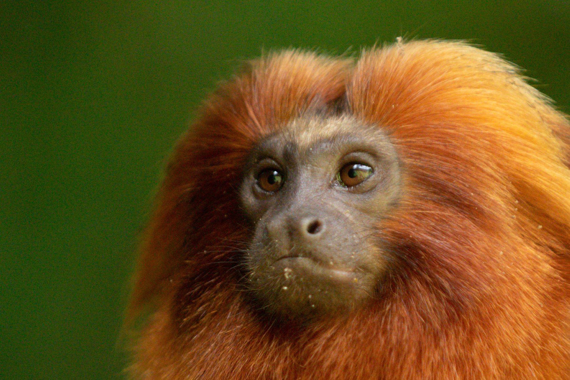 Mata Atlântica é o bioma com maior número de espécies ameaçadas do país ...