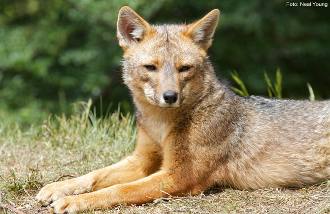 Floresta de Zárate, conservação pela mão de 150 camponeses - ((o))eco