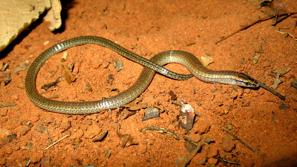 Parece cobra, mas é um lagarto - ((o))eco