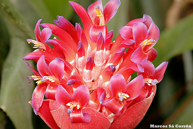 Bromélias pela manhã - ((o))eco