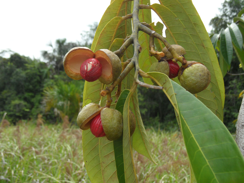 Museu Goeldi alerta para a extinção da árvore Virola - ((o))eco