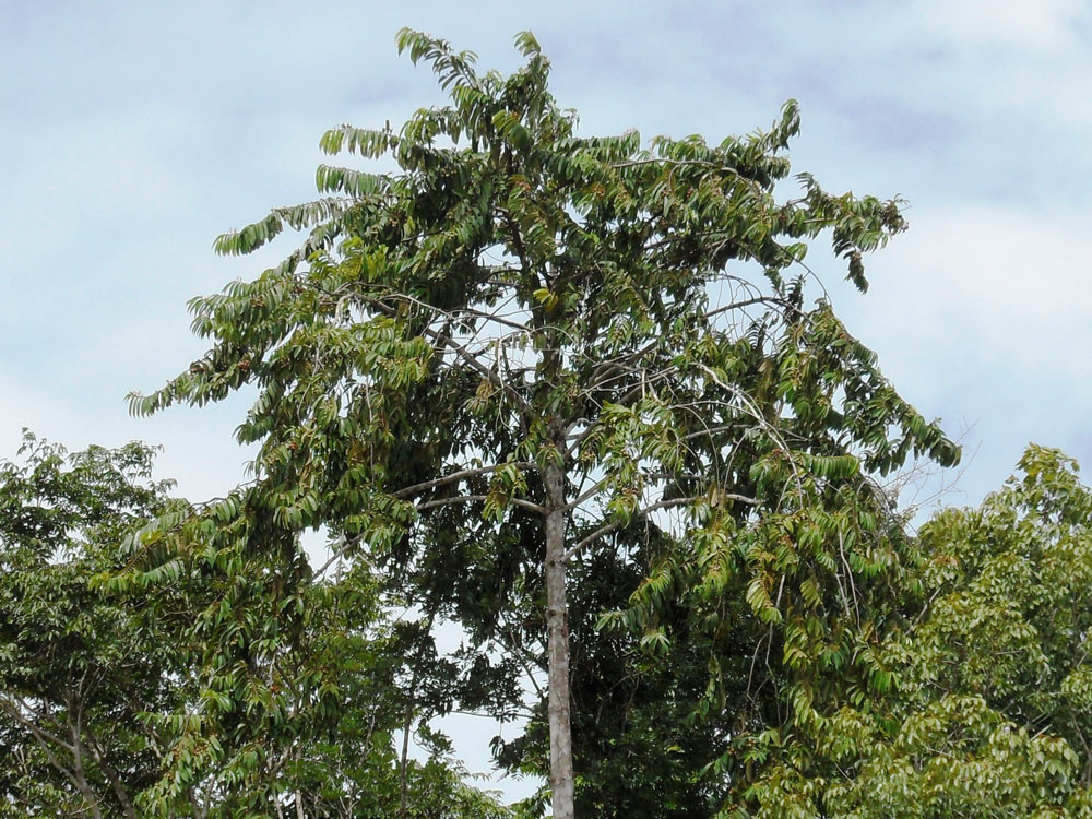 Museu Goeldi alerta para a extinção da árvore Virola - ((o))eco