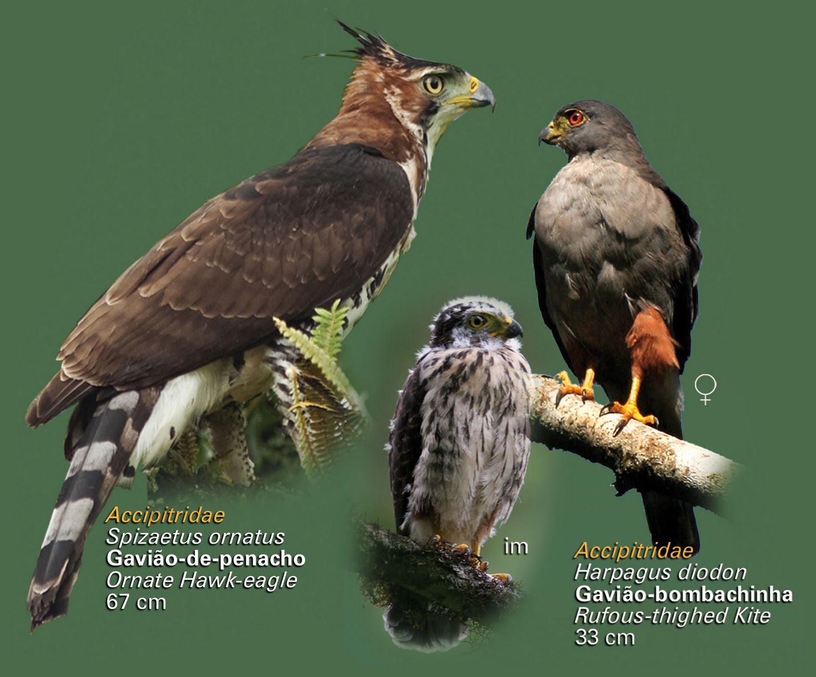Guia: as aves da Mata Atlântica - ((o))eco