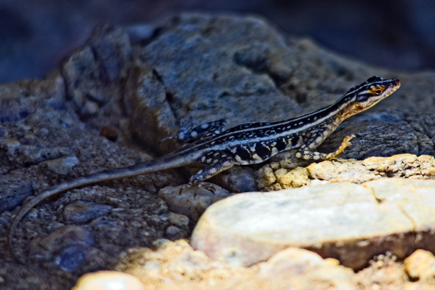 Dia de foto: calango - ((o))eco