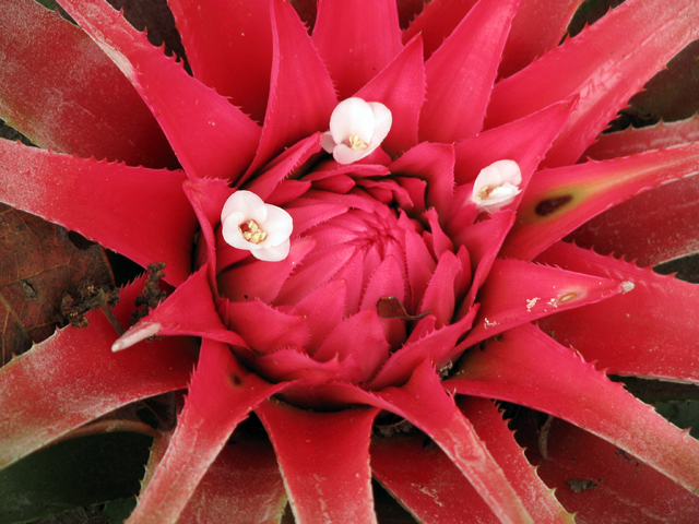 Dia de foto: bromélia - ((o))eco