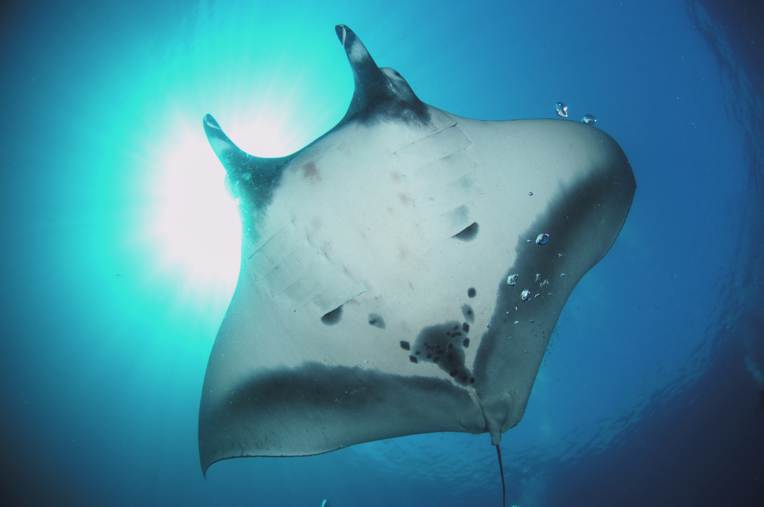 Ameaçada, raia-jamanta ganhará novo plano de conservação - ((o))eco