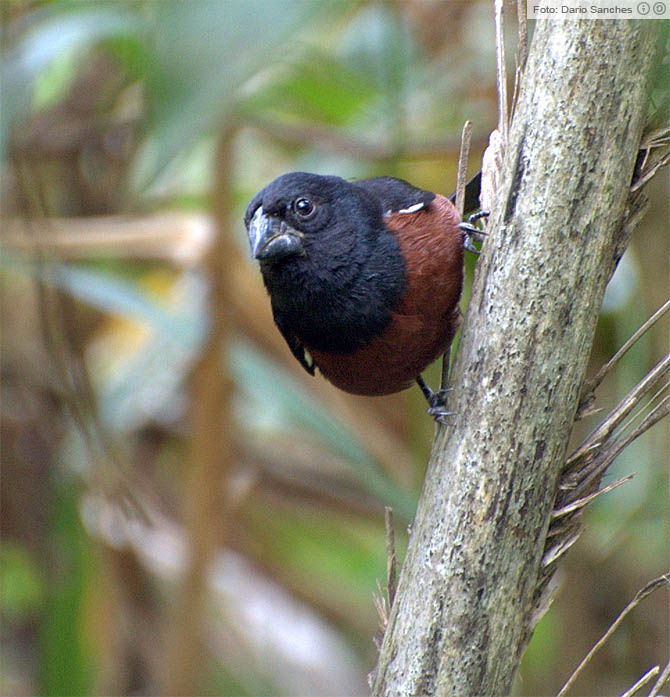 Curió: um pássaro bem afinado - ((o))eco