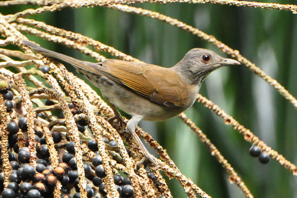 Manaus: horizonte perfeito para a observação de aves - ((o))eco