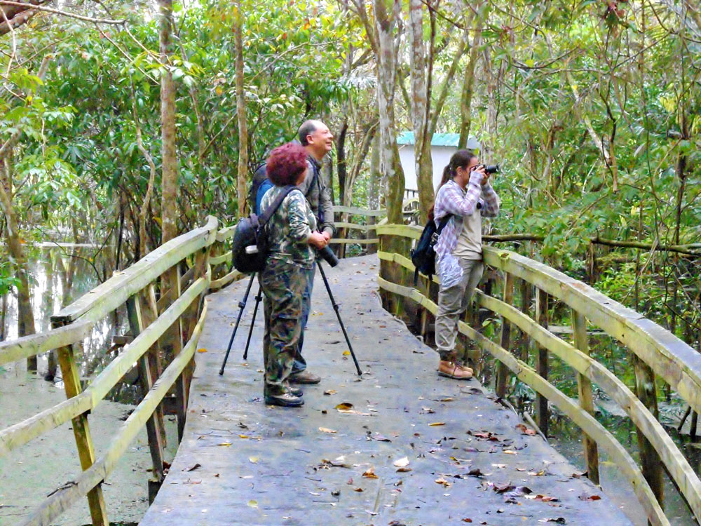 Manaus: horizonte perfeito para a observação de aves - ((o))eco