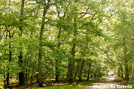 Como aprendemos a andar no mato - ((o))eco