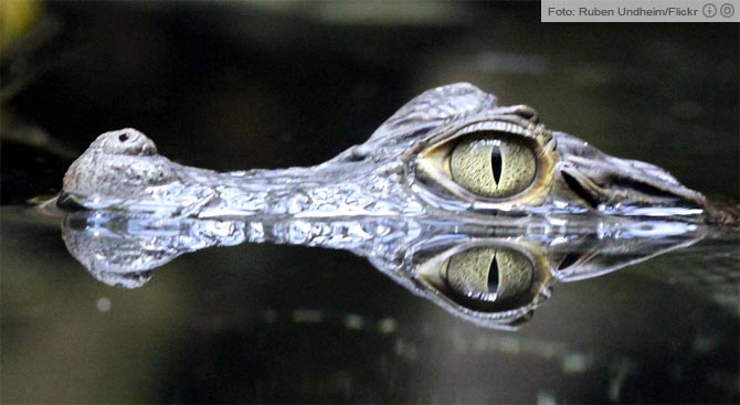 Jacaretinga: o impiedoso jacaré-de-óculos - ((o))eco