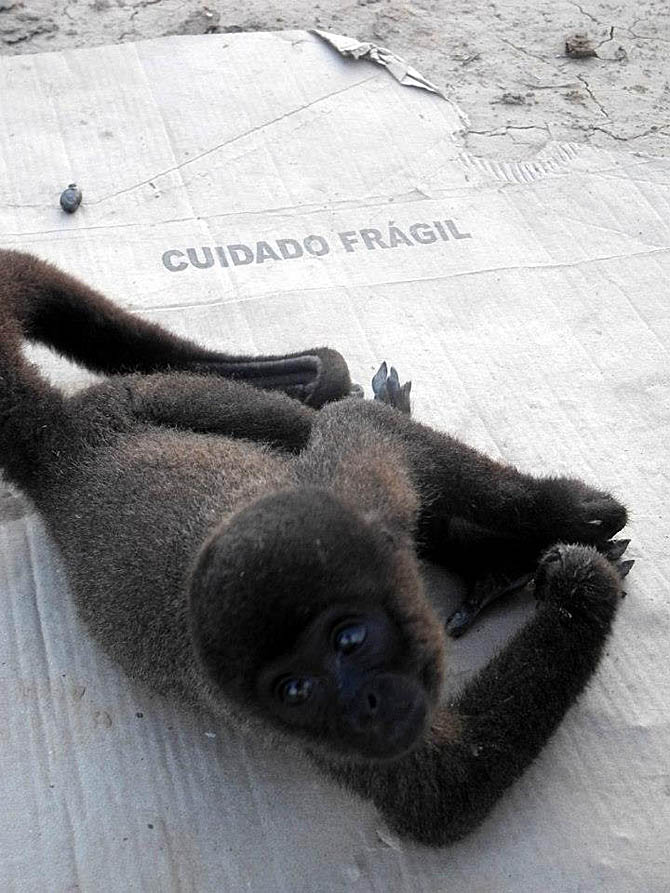 Cuidado Frágil: o simpático macaco-barrigudo - ((o))eco