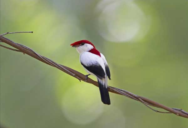 Soldadinho do Araripe se transforma em ícone regional - ((o))eco