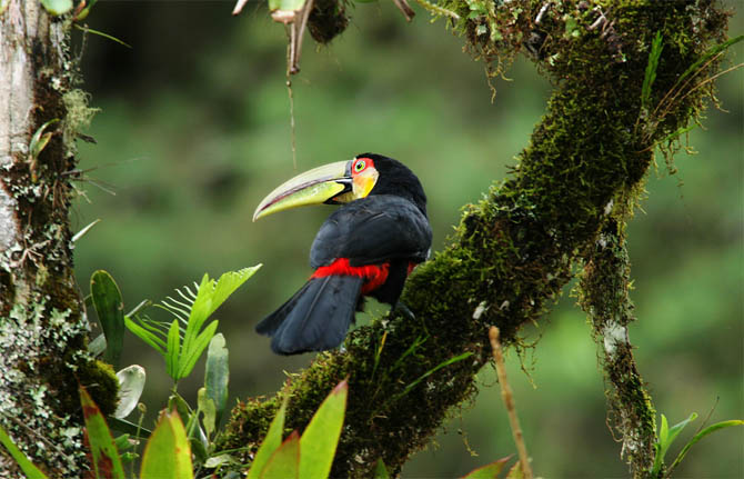 Um tucano-de-bico-verde em Viena - ((o))eco