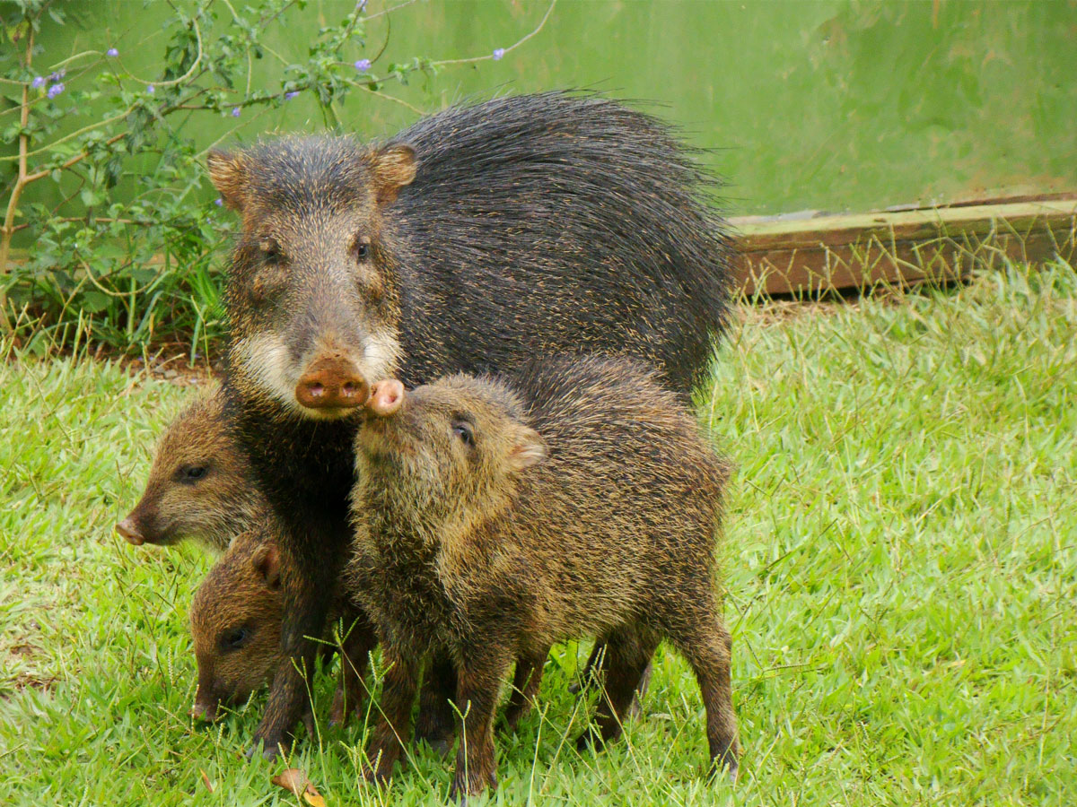 IUCN atualiza lista de espécies ameaçadas de extinção - ((o))eco