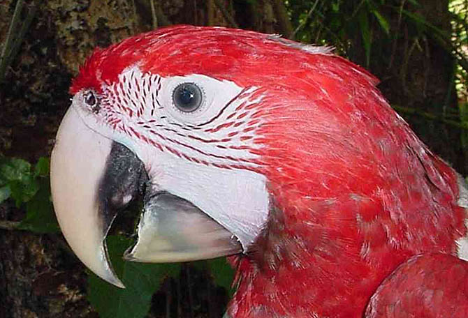 A imponente arara-vermelha - ((o))eco