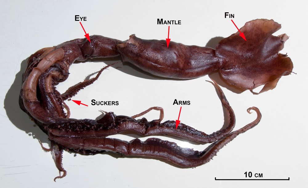 Encontrada nova espécie de lula - ((o))eco