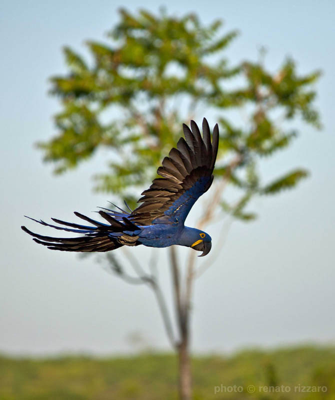 Uma arara voa na Serra de Bodoquena - ((o))eco