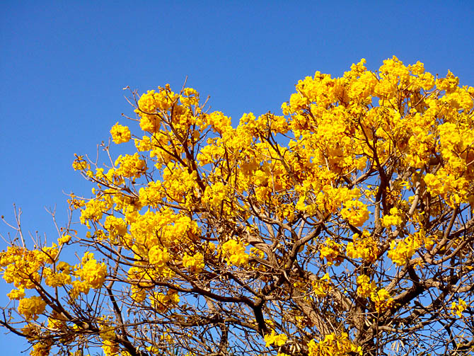 O poder e a beleza dos ipês - ((o))eco
