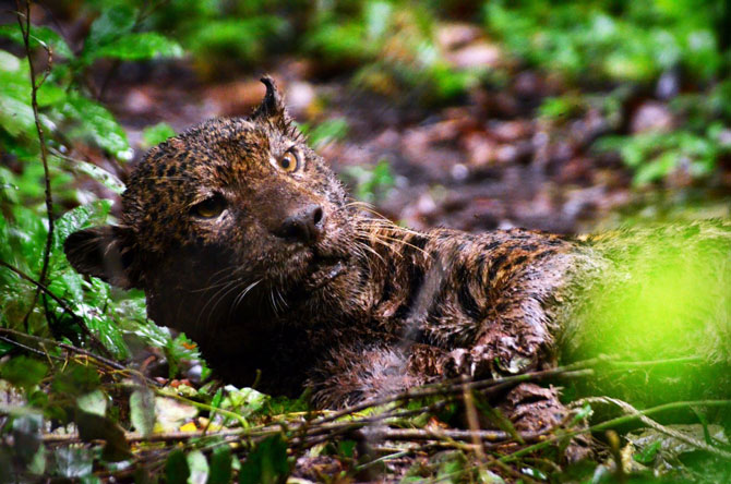 Instituto Mamirauá vai monitorar onças-pintadas - ((o))eco