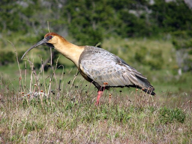 Foto do dia: curicaca - ((o))eco