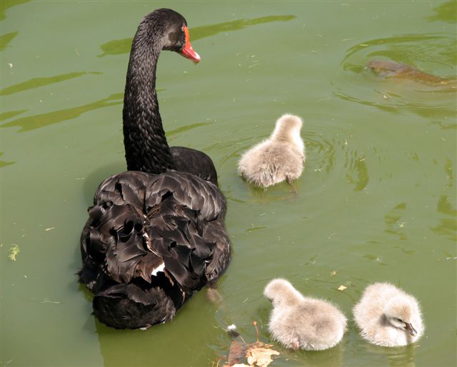 Foto do dia: filhotes de cisne negro - ((o))eco