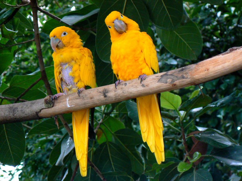 Ararajuba, o pássaro tão especial quanto o ouro - ((o))eco