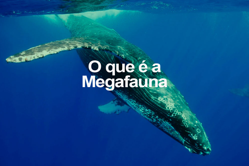 O que é a Megafauna - ((o))eco