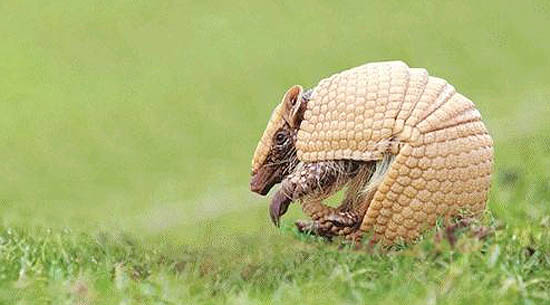 Tatu-bola-da-caatinga será o mascote da Copa brasileira - ((o))eco