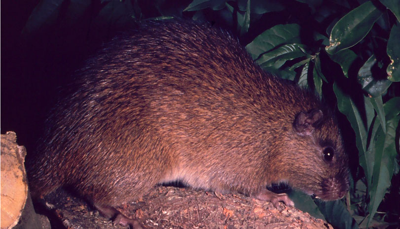 Cururuá, o verdadeiro nativo de Ilhabela - ((o))eco
